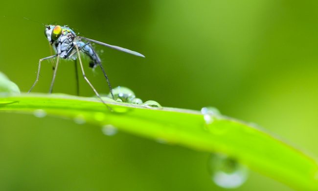 Rimedi anti zanzare: 10 modi infallibili per tenerle lontano - Prima Lodi